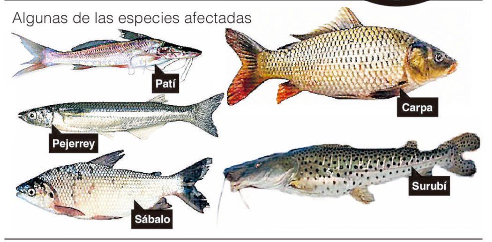 Alertan sobre microplásticos en peces de consumo humano