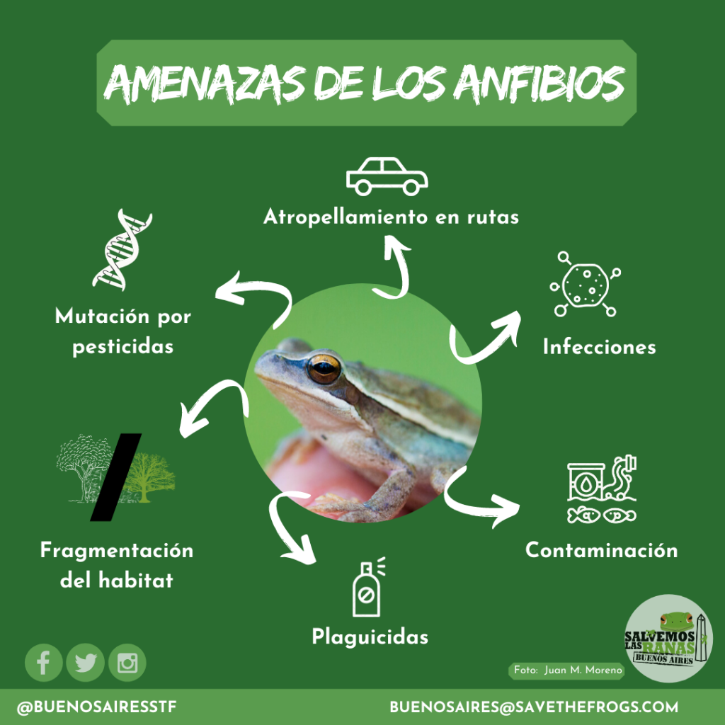 Anfibios en Buenos Aires: donde están y por qué se ven pocos