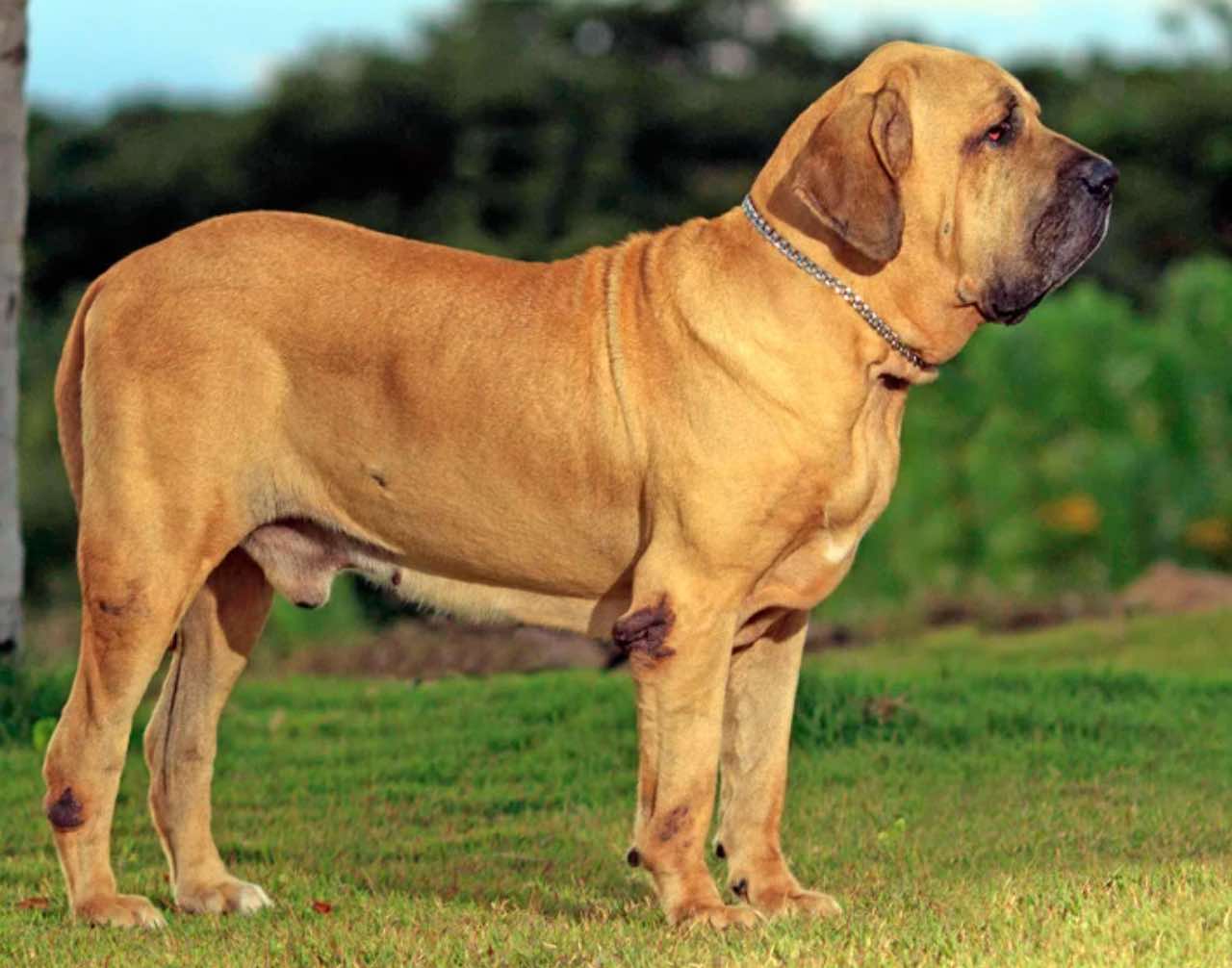 El Dogo Brasileiro Es Una Buena Raza De Perro